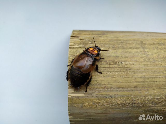 Тараканы автомобильчики (Lucihormetica verrucosa)