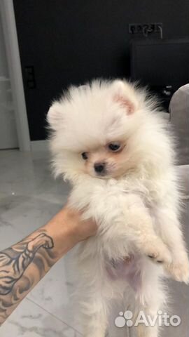 Померанский шпиц