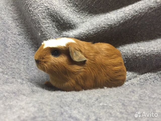 Шикарный самец американский крестед