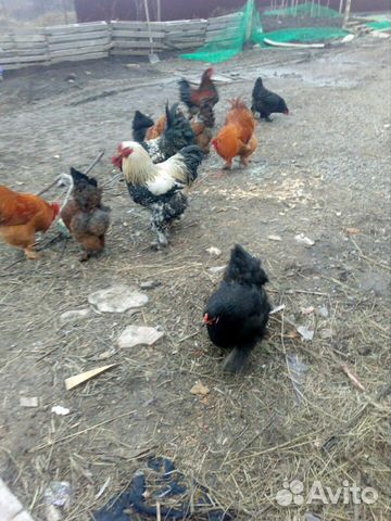 Петух брама с кохинхин