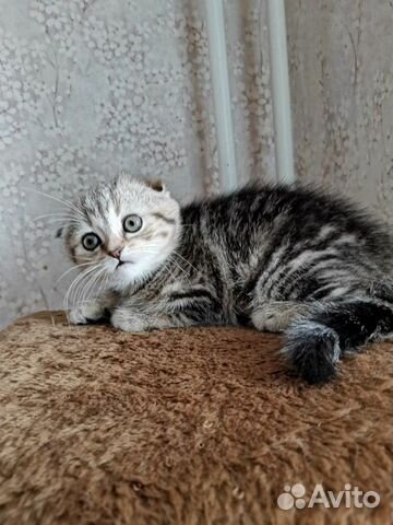 Шотландская