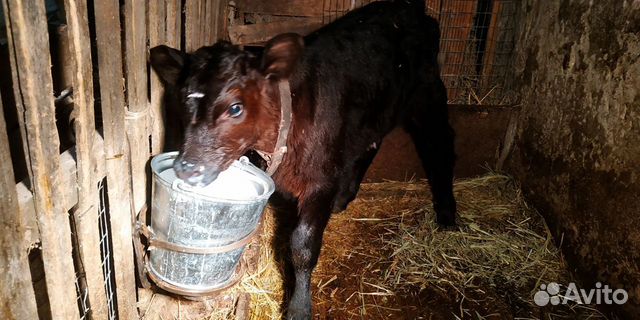 Телка 2-х недельная