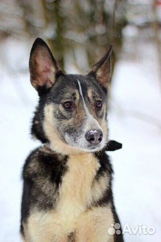 Игривая собаня