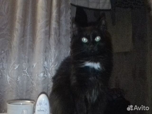 Отдам кошечек в добрые хорошие руки