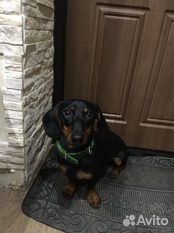 Такса - Кобель - Вязка