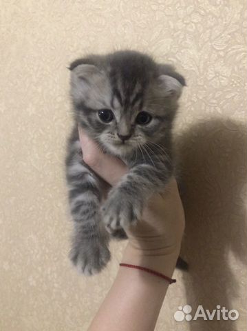 Шотландская