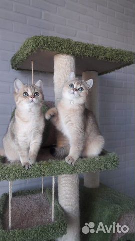 Золотые кот и кошечка