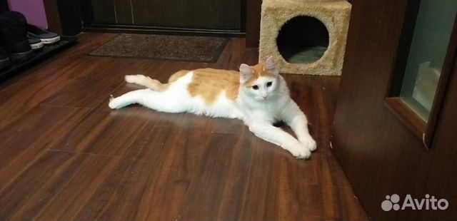 Маркиз, котик 11 мес.Большой, красивый