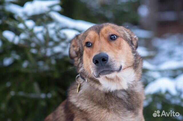 Собака кобель ищет свою семью