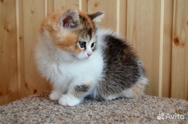 Британская кошечка
