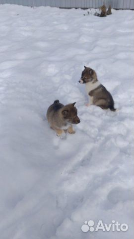 Лайка западно-сибирская зсл
