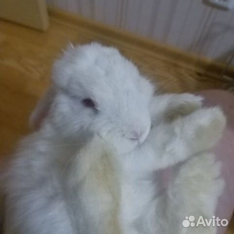 Декоративный кролик