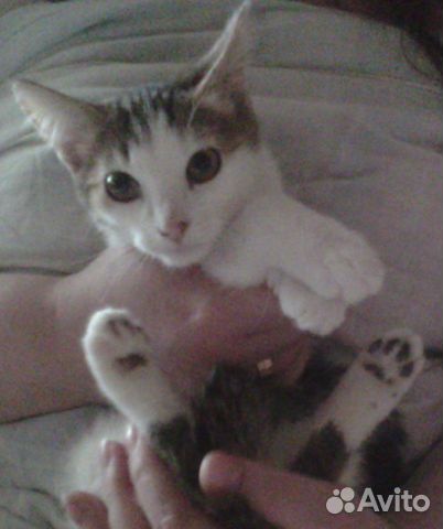 Кошечка возраст 2.5 мес