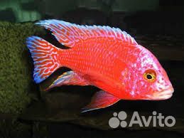 Земляничка. Аулонокара. Красный дракон