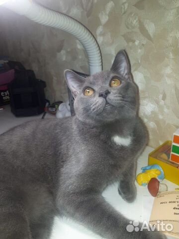 Шотланская