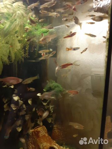 Молодые самки гуппи