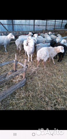 Овцы откормочные