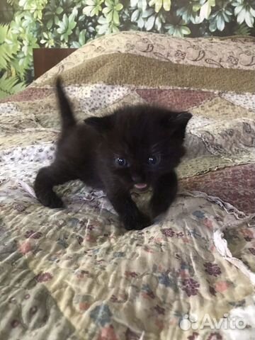 Котёнок