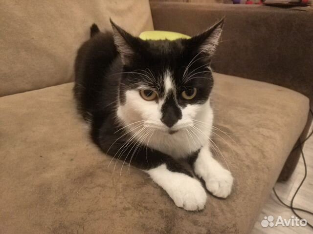 Тихон в поисках семьи