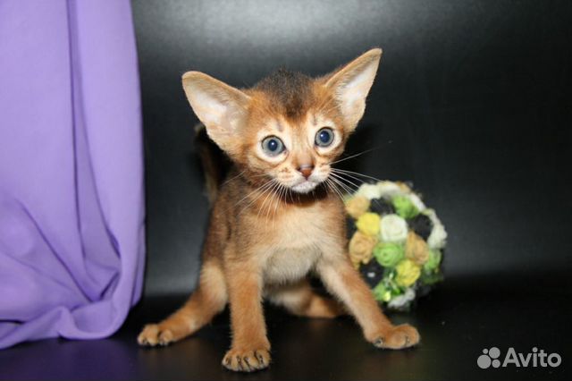 Абиссиночка Анфиса