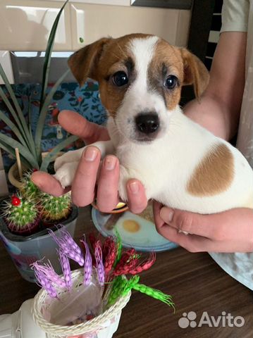 Джек Рассел терьер