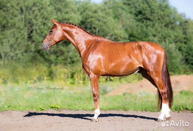 Лошадь на продажу