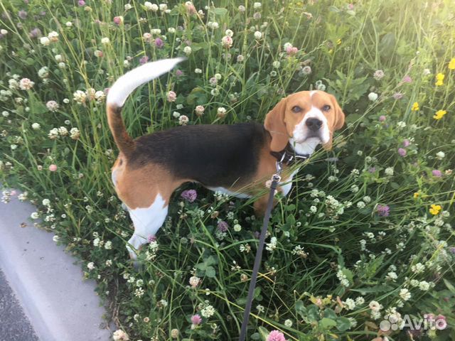 Отдам собаку породы Бигль