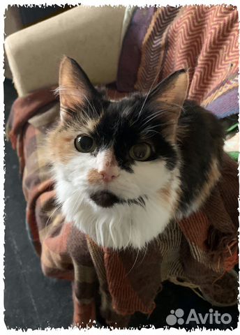 Кошечка Алиса 2-3 годика