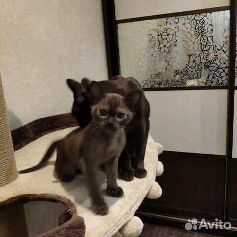 Котенок бурмы