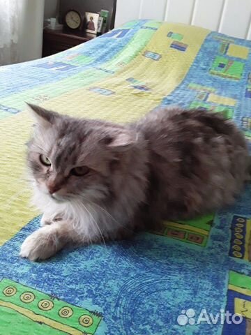 Кошка Муся
