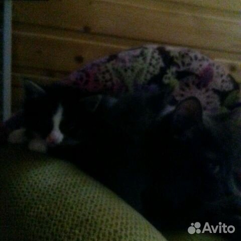 Котята из кошачьей семьи, которые и кошка. Полупуш