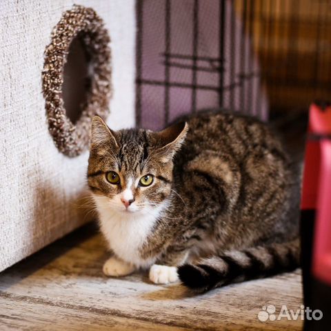 Маленькая игривая кошечка, 7 месяцев