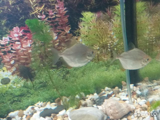 Рыбки Метиннис или зеркальные рыбки