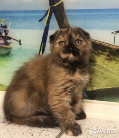 Шотландские чистокровные котята