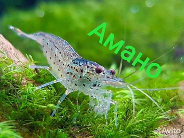 Креветки Амано и макробрахи, Отоцинклюсы негрос