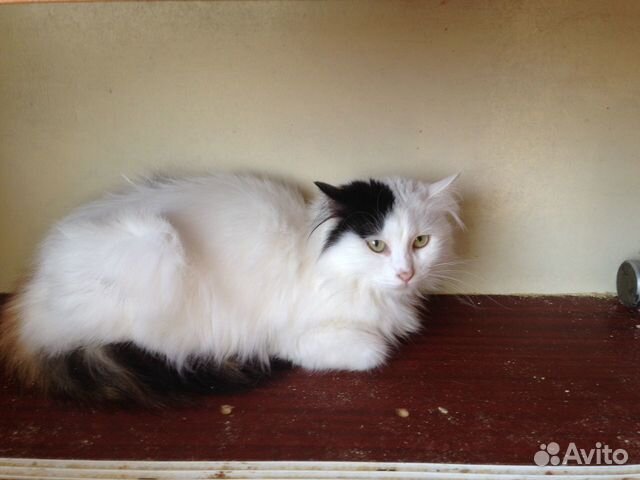 Отдам в добрые руки