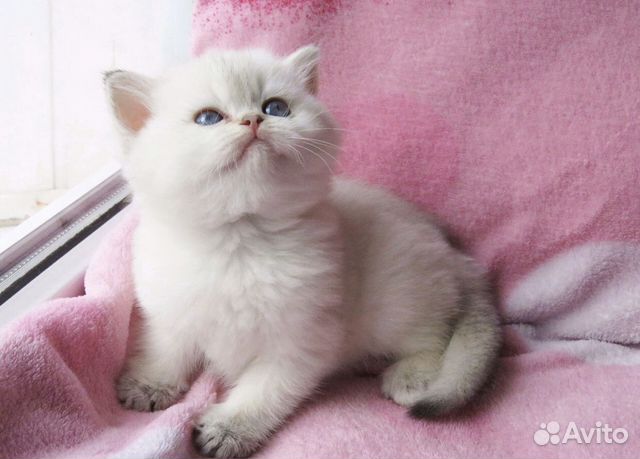 Эксклюзивная шиншилла
