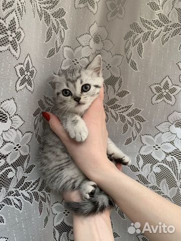 Британский котенок окраса вискас (Девочка)