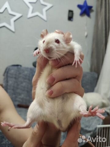 Ручные крысы