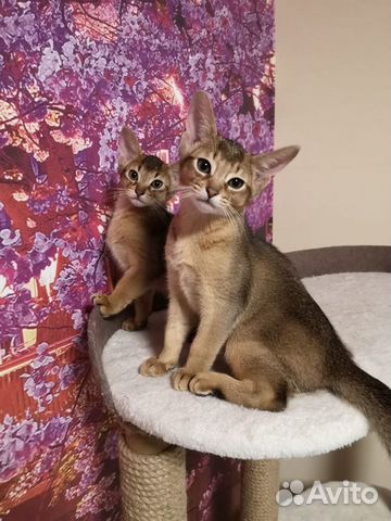 Абиссинские котята