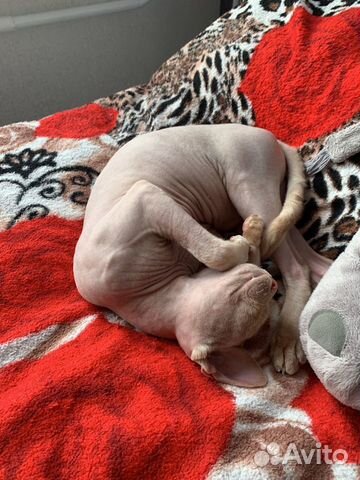 Сфинкс в добрые руки