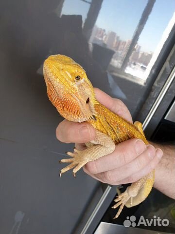Агама бородатая