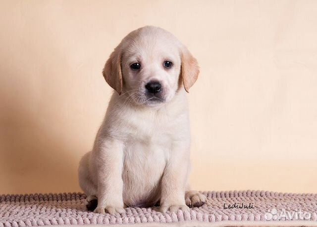 Очаровательные кобели лабрадора