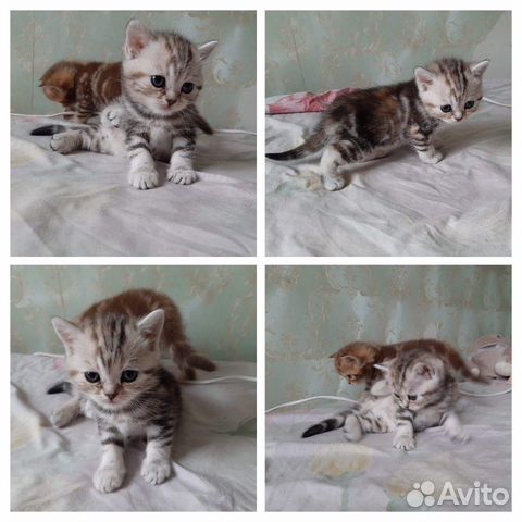 Шотландская