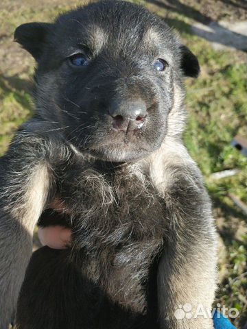 Щенки