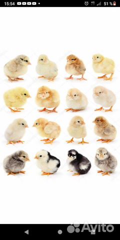 Цыплята из импортного яйца