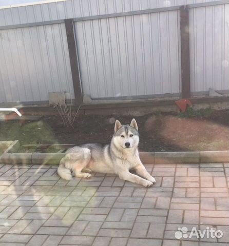 Сибирский хаски ищет подружку