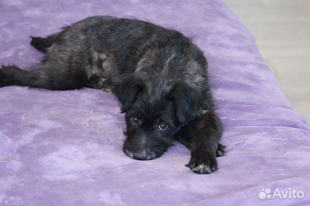 Ищет дом щенок мелкой собачки Мантис