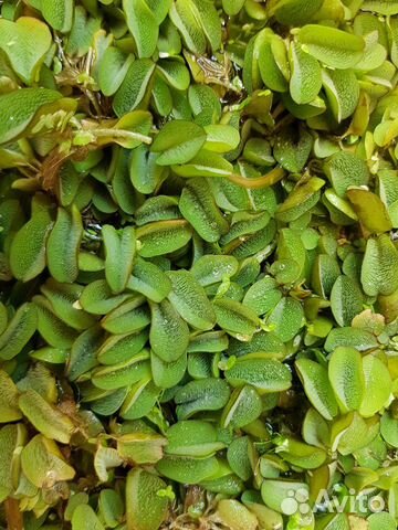 Сальвиния ушастая после прополки