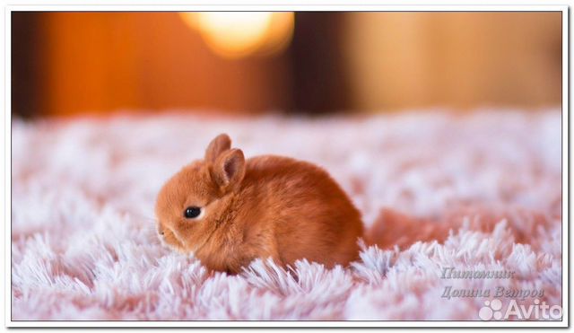 Кролик декоративный минор рыжий мальчик